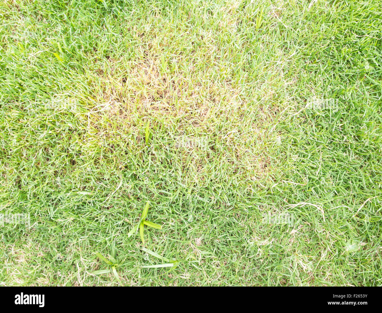 diseases of turf. Brown stain in a lawn, due to fungus grass Stock ...