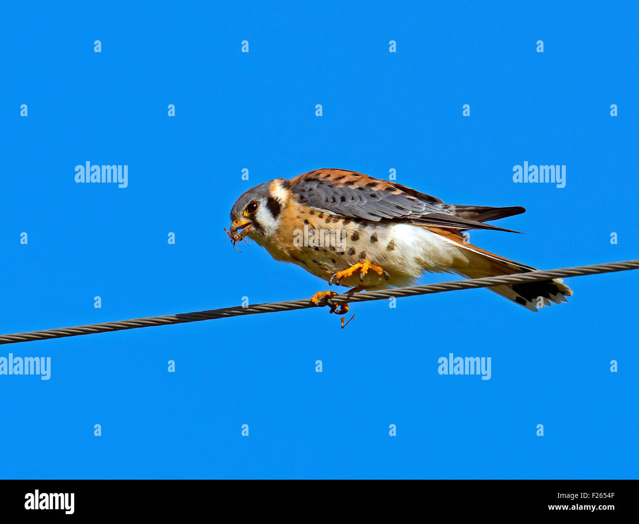 American Bird Grasshopper Stock Photos & American Bird Grasshopper ...