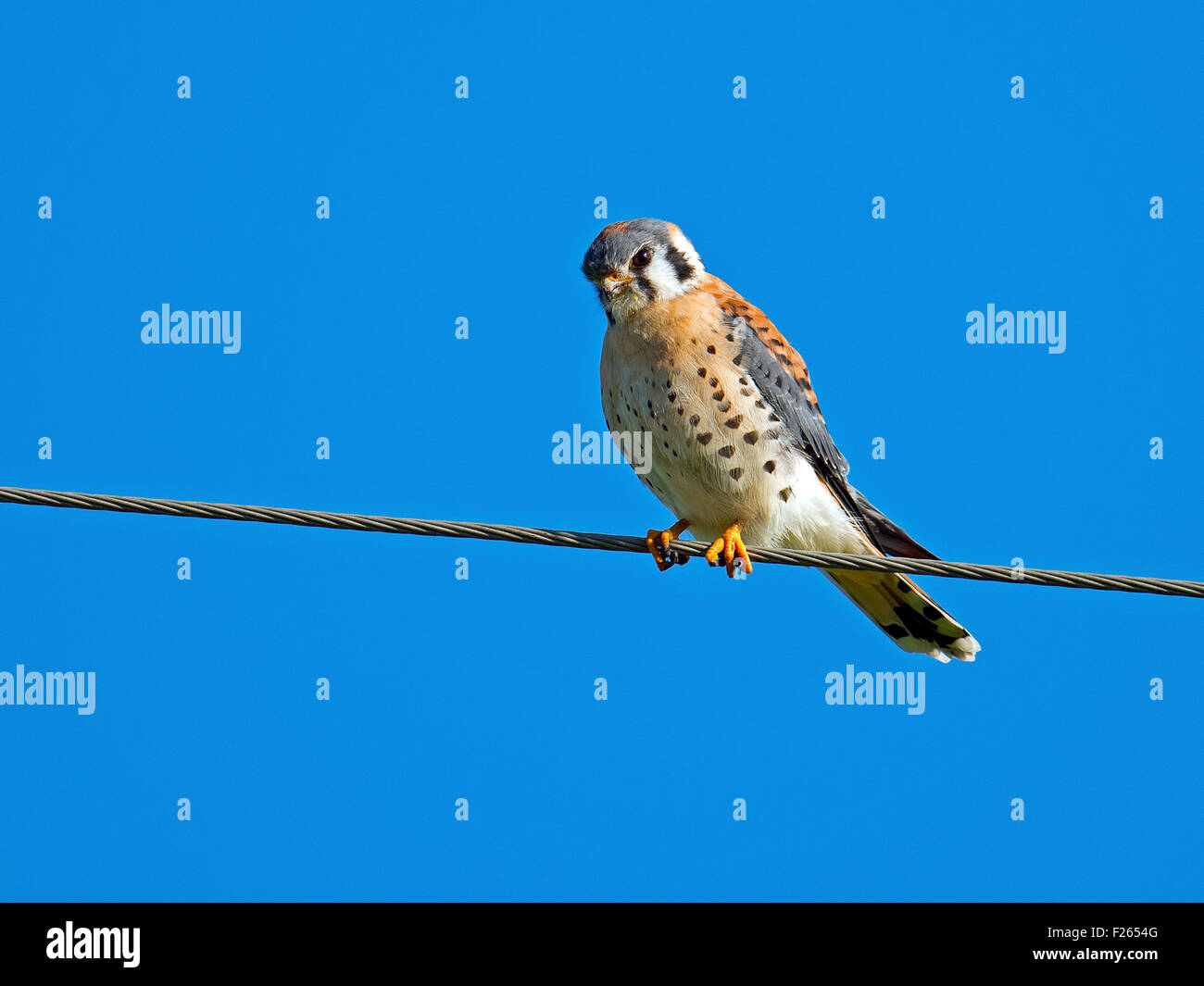 American bird grasshopper hi-res stock photography and images - Alamy