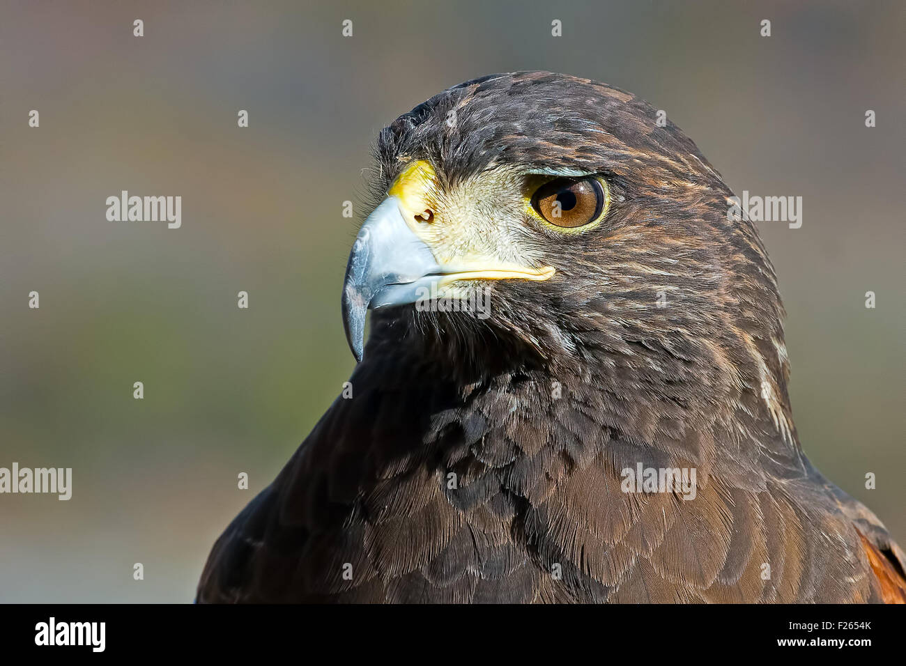 Harris's Hawk Close up Stock Photo - Alamy