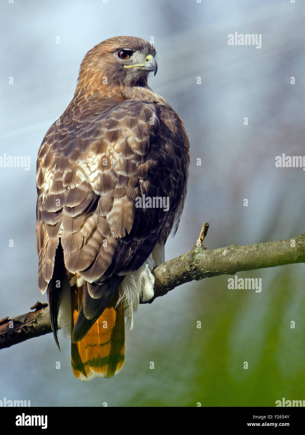 Red-tailed Hawk on Branch Stock Photo - Alamy