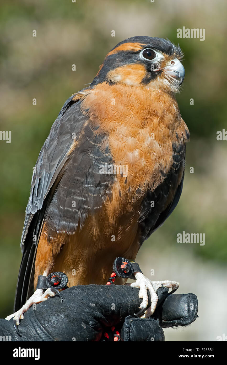 Falcon hi-res stock photography and images - Alamy