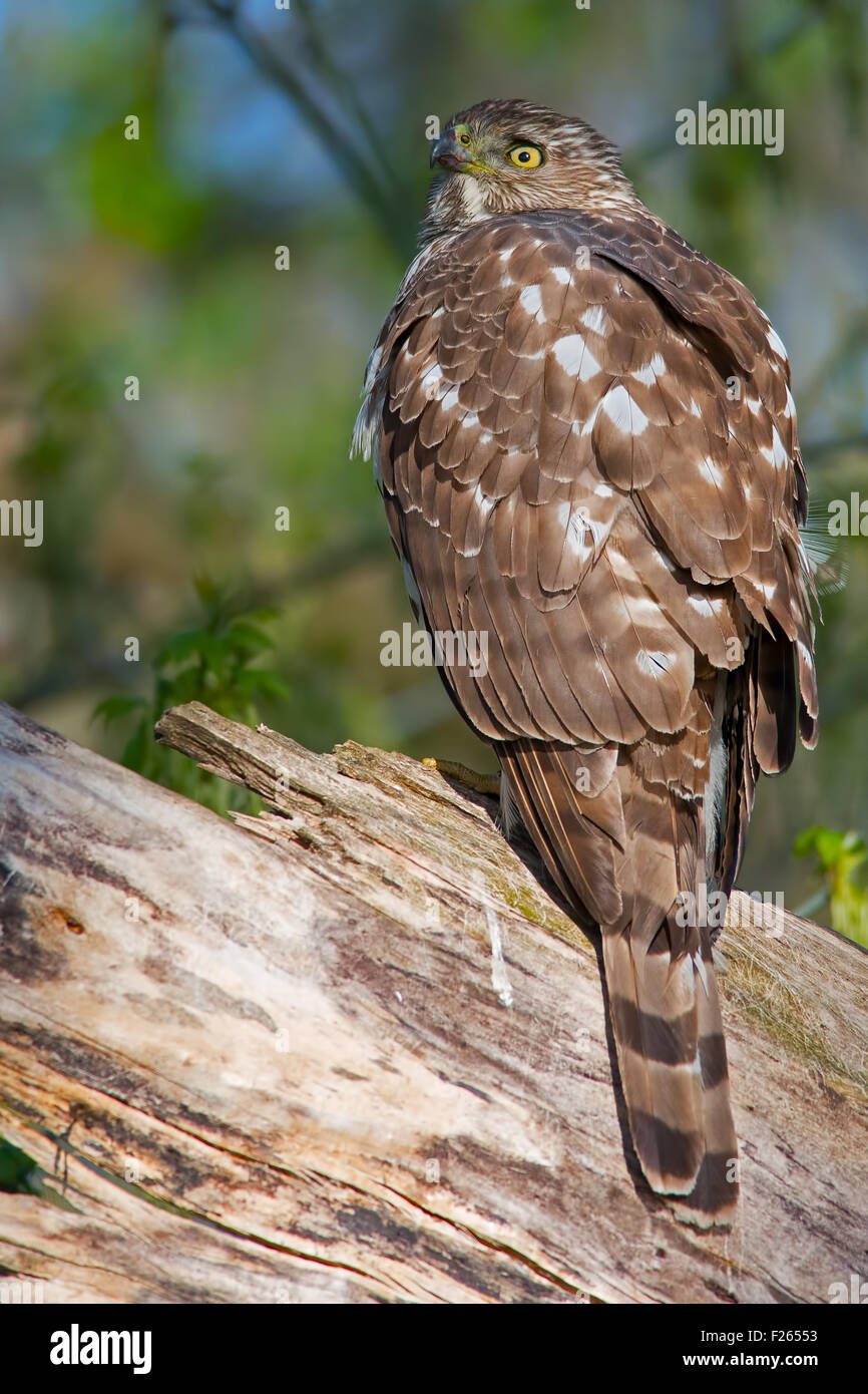 Red-tailed Hawk on Branch Stock Photo - Alamy
