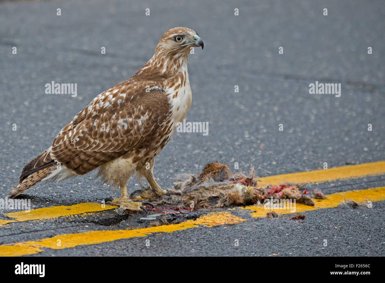 Red Tailed Hawk Eating