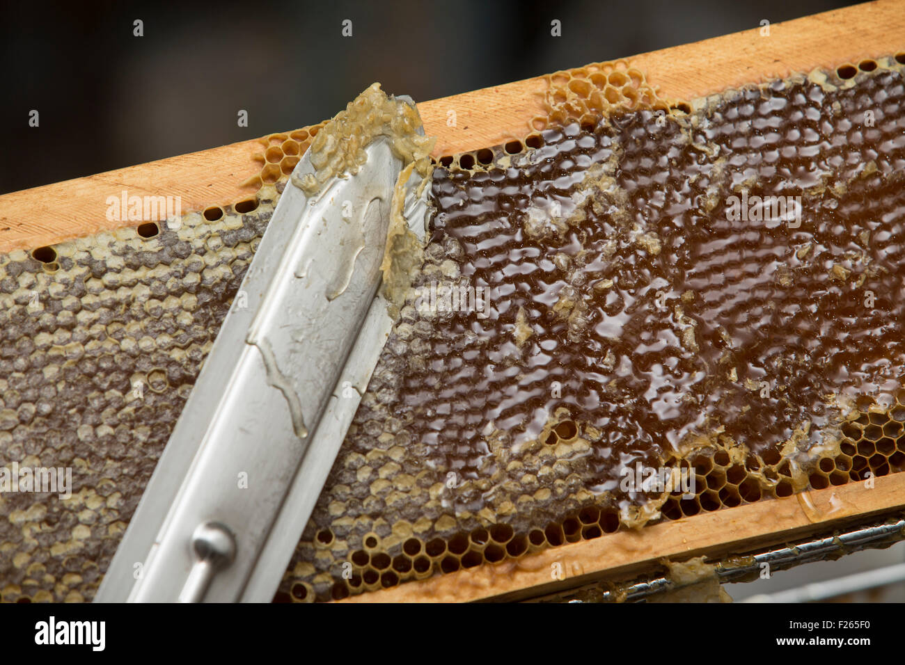 Beeswax bees hi-res stock photography and images - Alamy