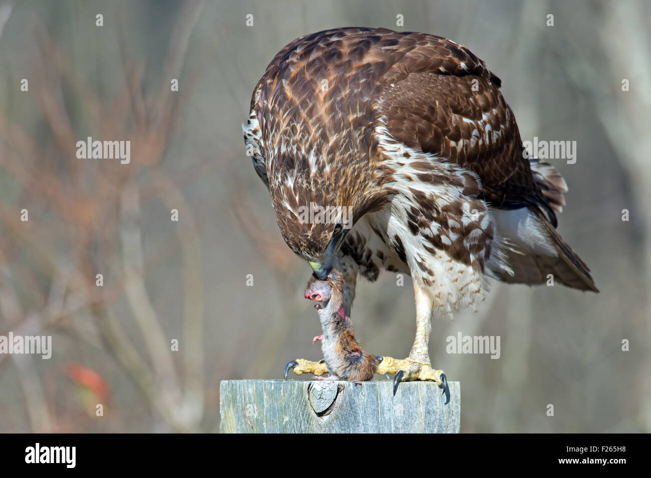 Red-tailed Hawk Eating it's Catch Stock Photo - Alamy