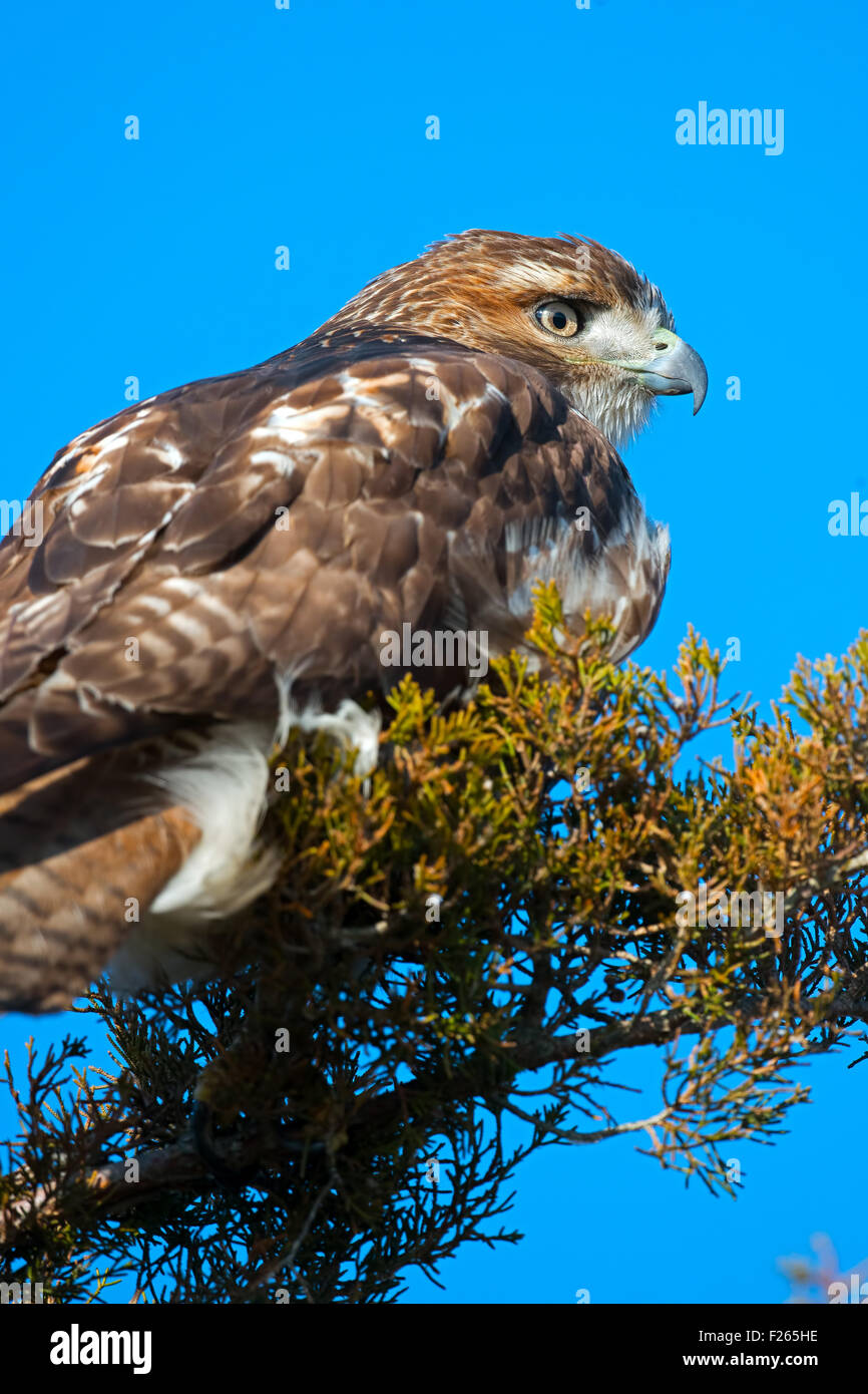 Red-tailed Hawk on Branch Stock Photo - Alamy