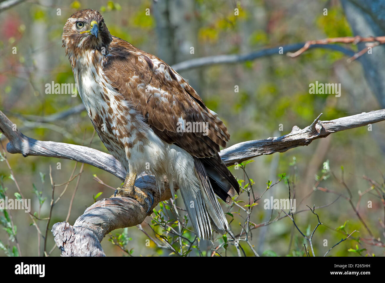 Red-tailed Hawk in Tree Stock Photo - Alamy