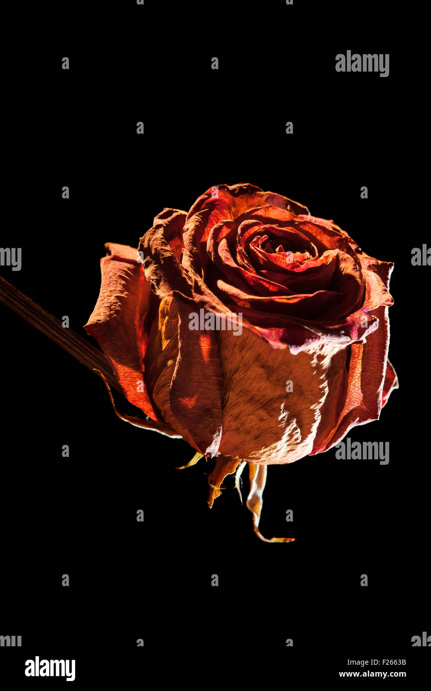 Close-up of a dried red rose against black background in the spot light ...