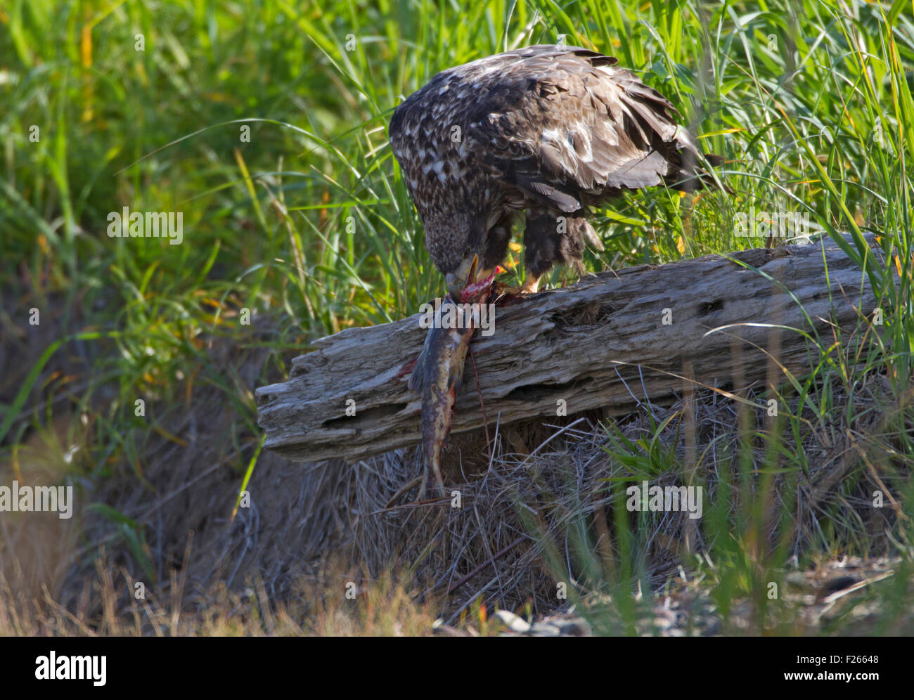 Eagle eating fish hi-res stock photography and images - Alamy