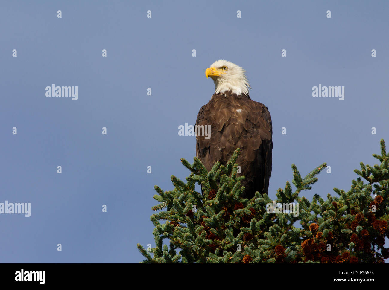 Bald Eagle Perched in Pine Tree Stock Photo - Alamy