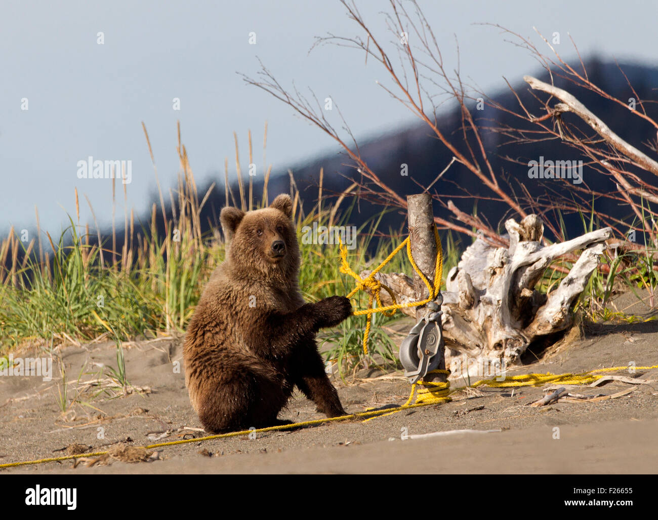 Brown bear cub on the beach hi-res stock photography and images - Alamy