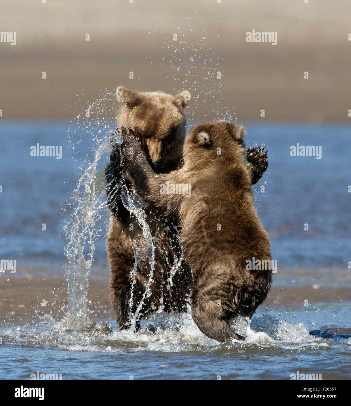 Grizzly Bear Cubs Play Fighting in Shallow Water Stock Photo - Alamy
