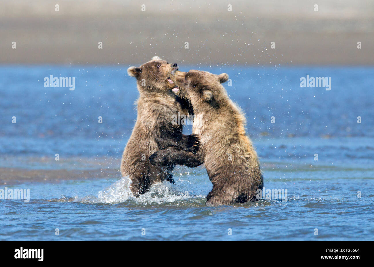 Grizzly Bear Cubs Play Fighting Stock Photo - Alamy