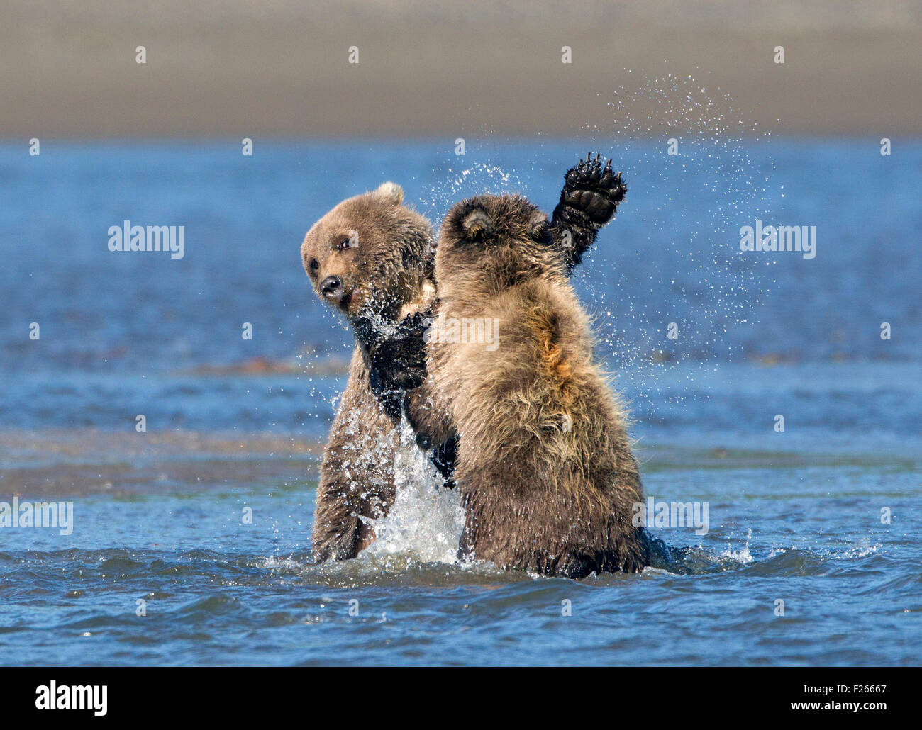 Grizzly Bear Cubs Play Fighting Stock Photo - Alamy
