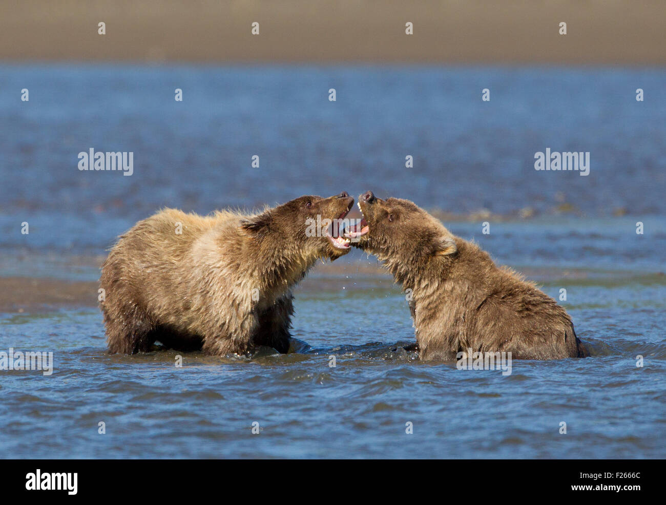 Grizzly Bear Cubs Play Fighting Stock Photo - Alamy