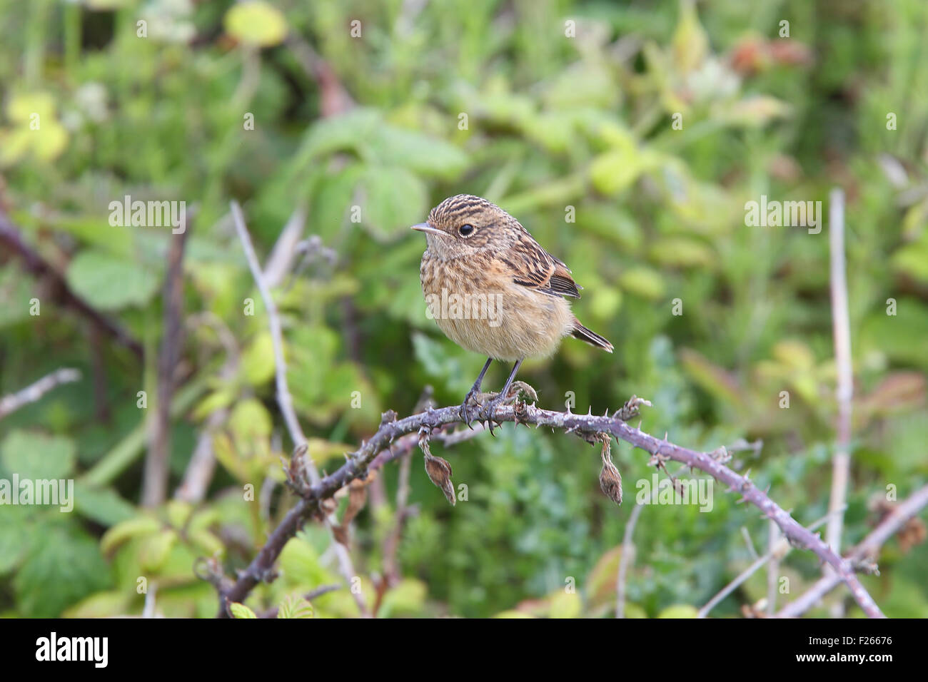 Common Stonechat, (Saxicola torquata), juvenile perched on bramble ...
