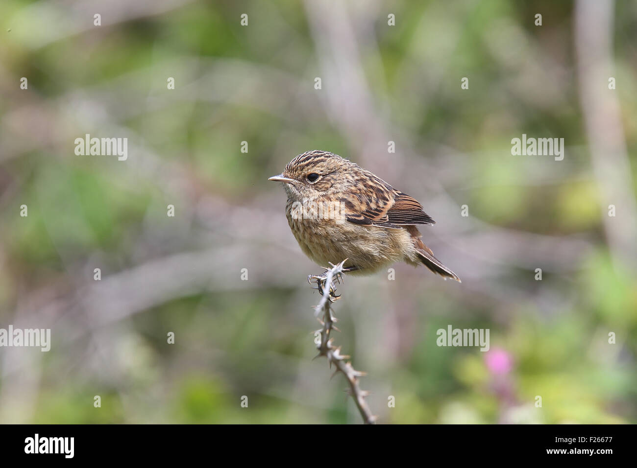 Juvenile stonechat hi-res stock photography and images - Alamy