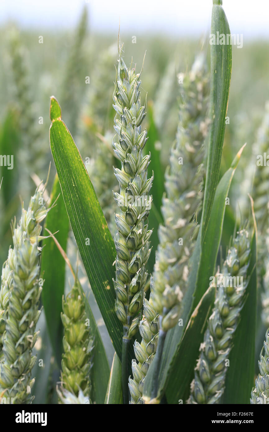Wheat field uk flower hi-res stock photography and images - Alamy