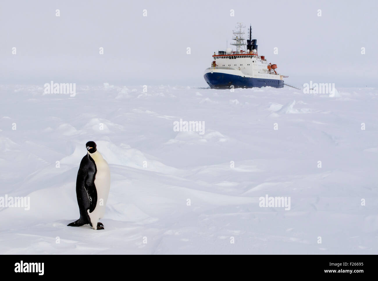 An emperor penguin standing in front of a polar ice breaker research ...