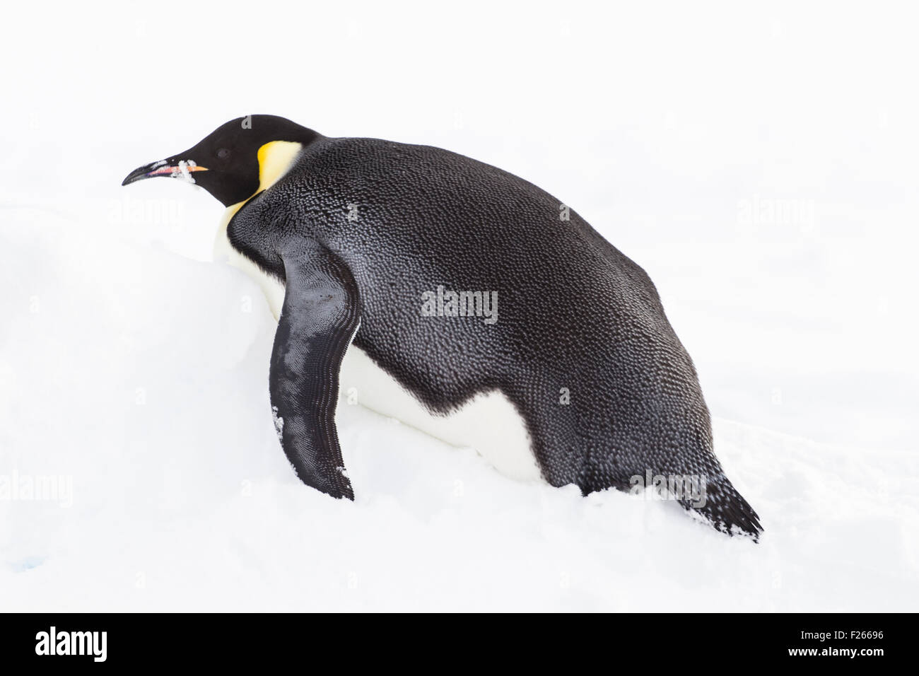 An emperor penguin laying down on its belly over the snow Stock Photo ...