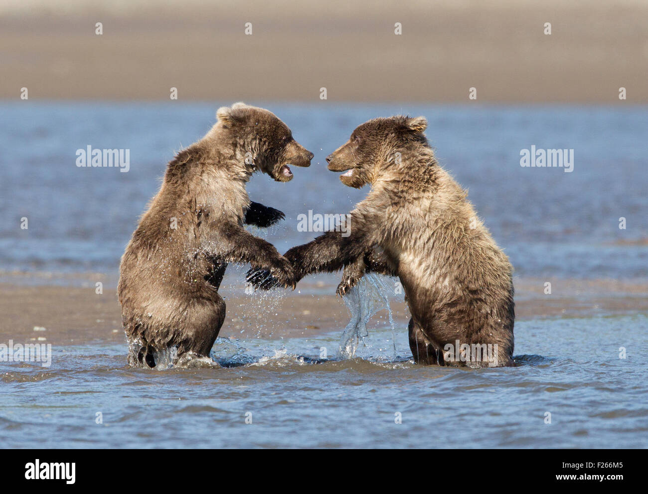 Grizzly Bear Cubs Play Fighting Stock Photo - Alamy
