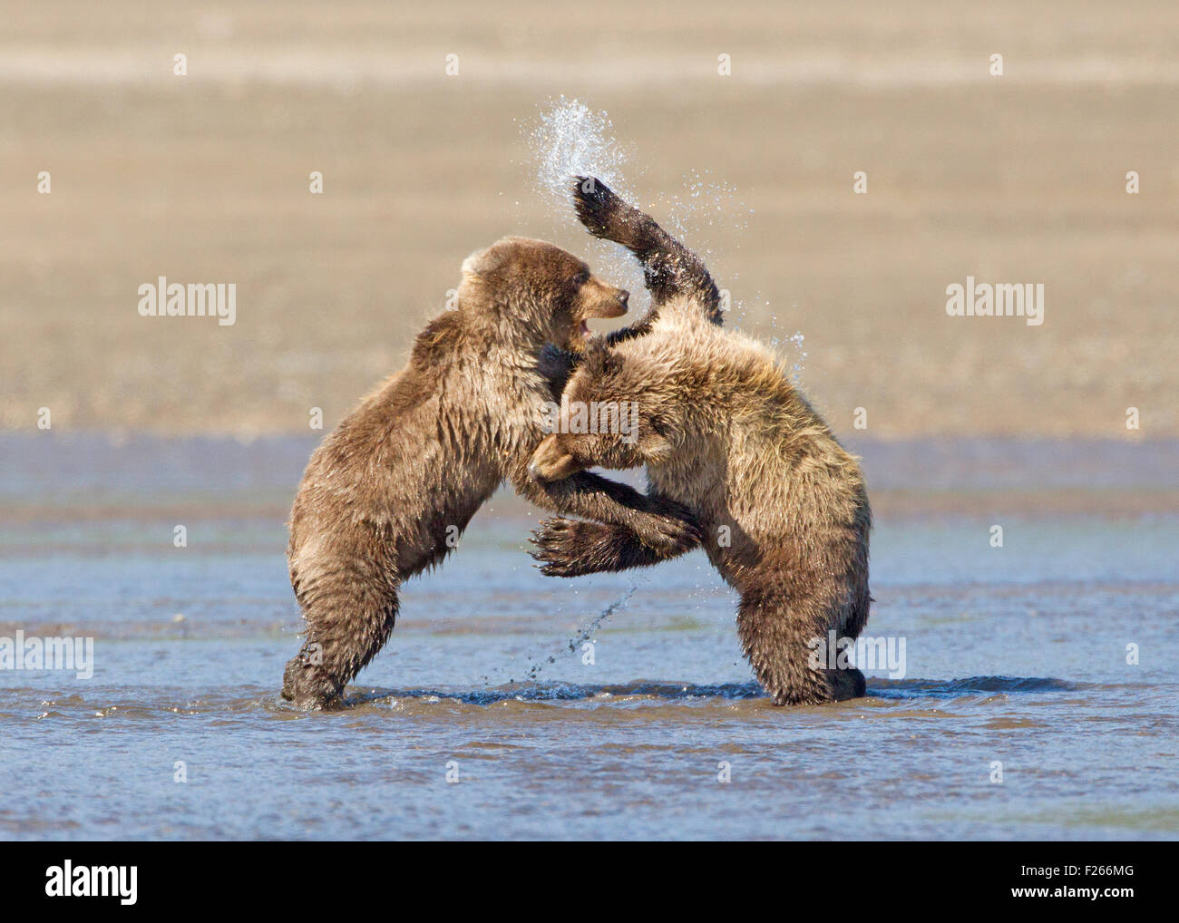 Grizzly Bear Cubs Play Fighting Stock Photo - Alamy