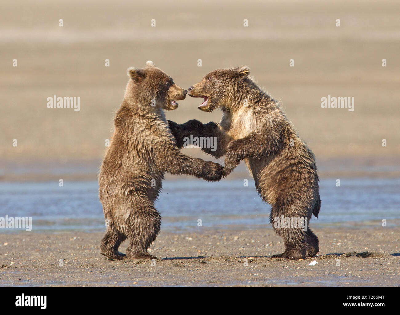 Two grizzly bear cubs play fighting on beach hi-res stock photography ...