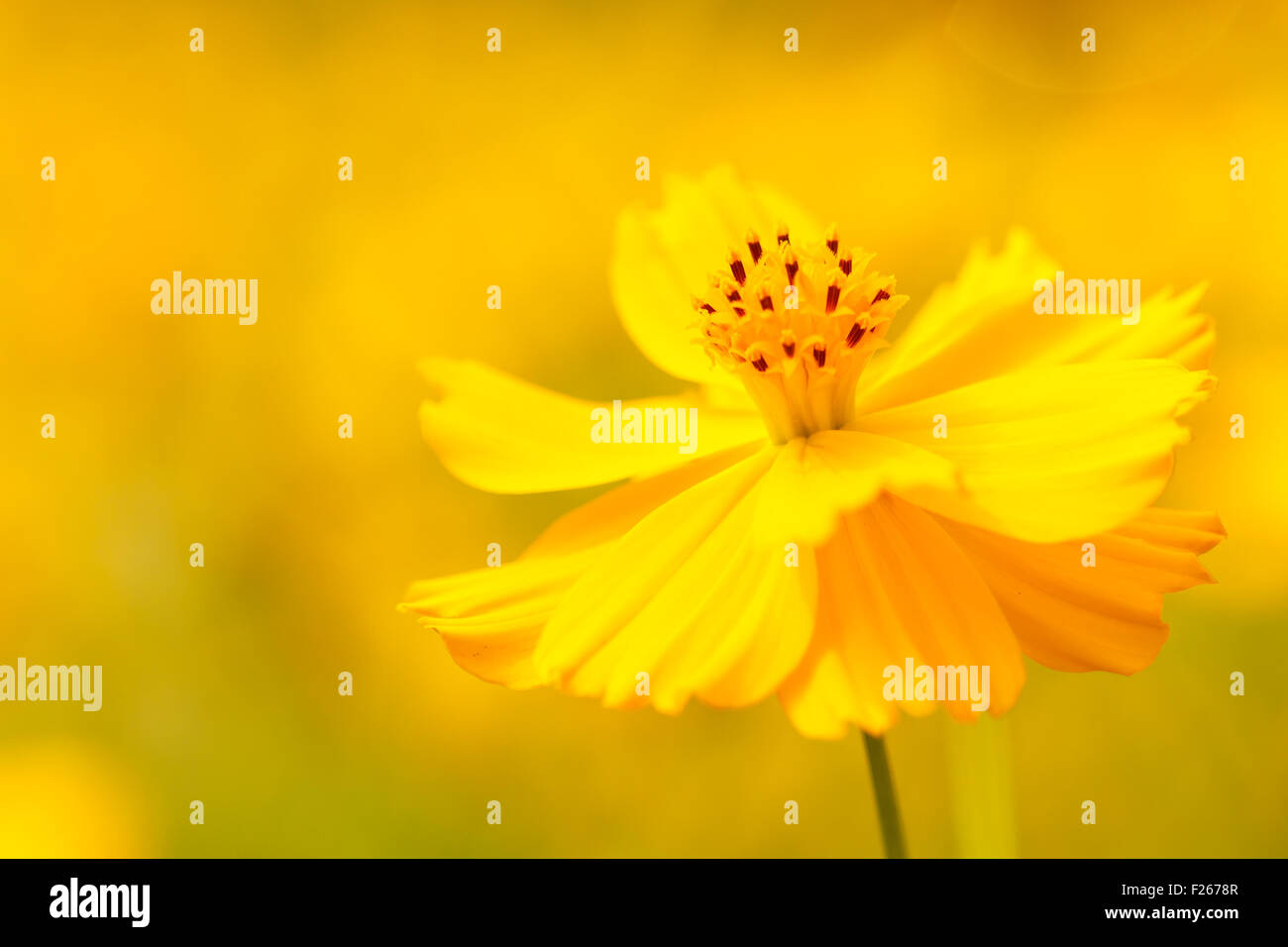 Yellow Cosmos flower Stock Photo - Alamy