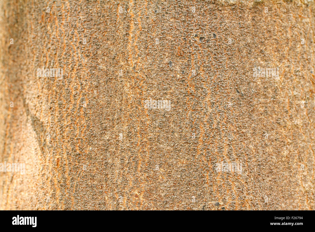 Plant rind hi-res stock photography and images - Alamy