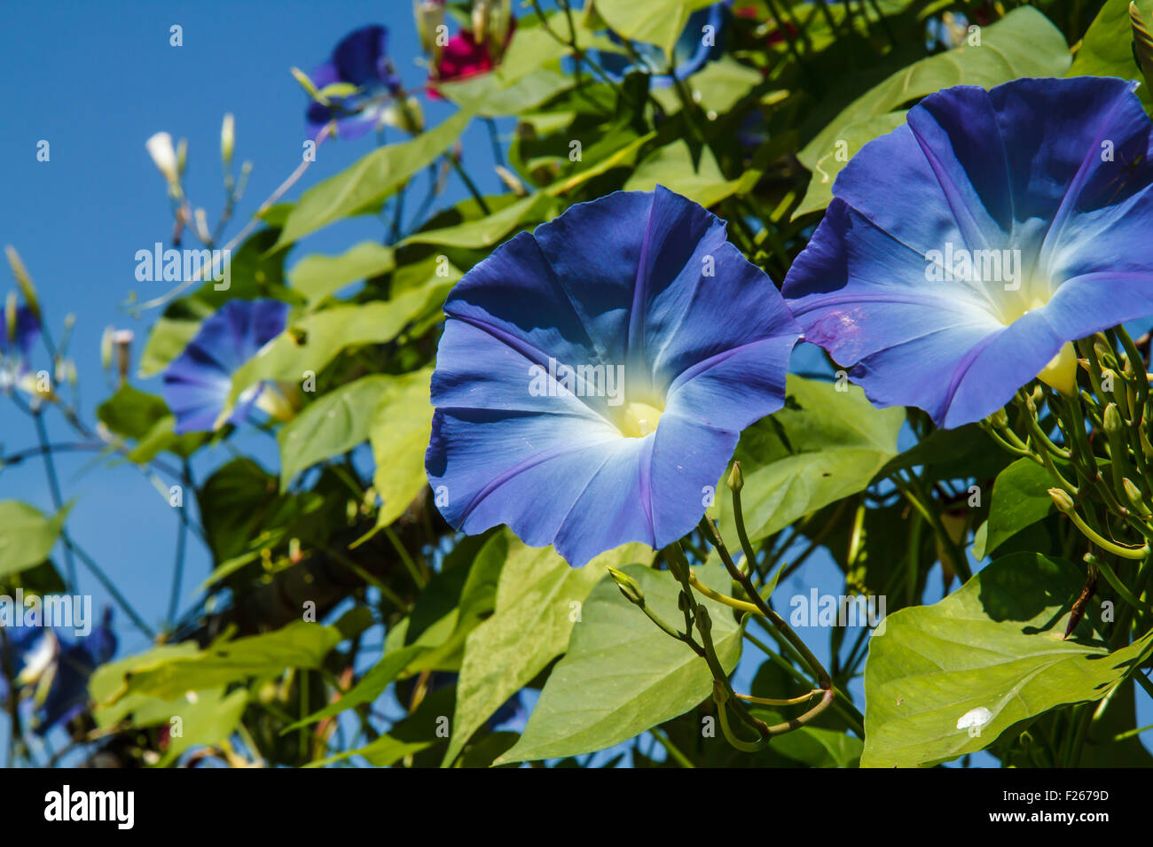 Ipomoea blue star hi-res stock photography and images - Alamy