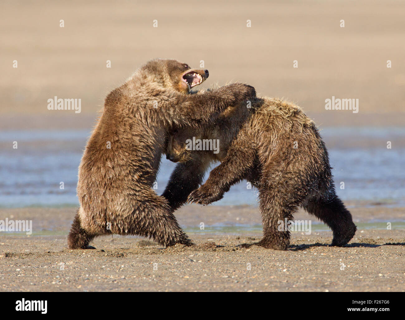 Grizzly cubs play hi-res stock photography and images - Alamy