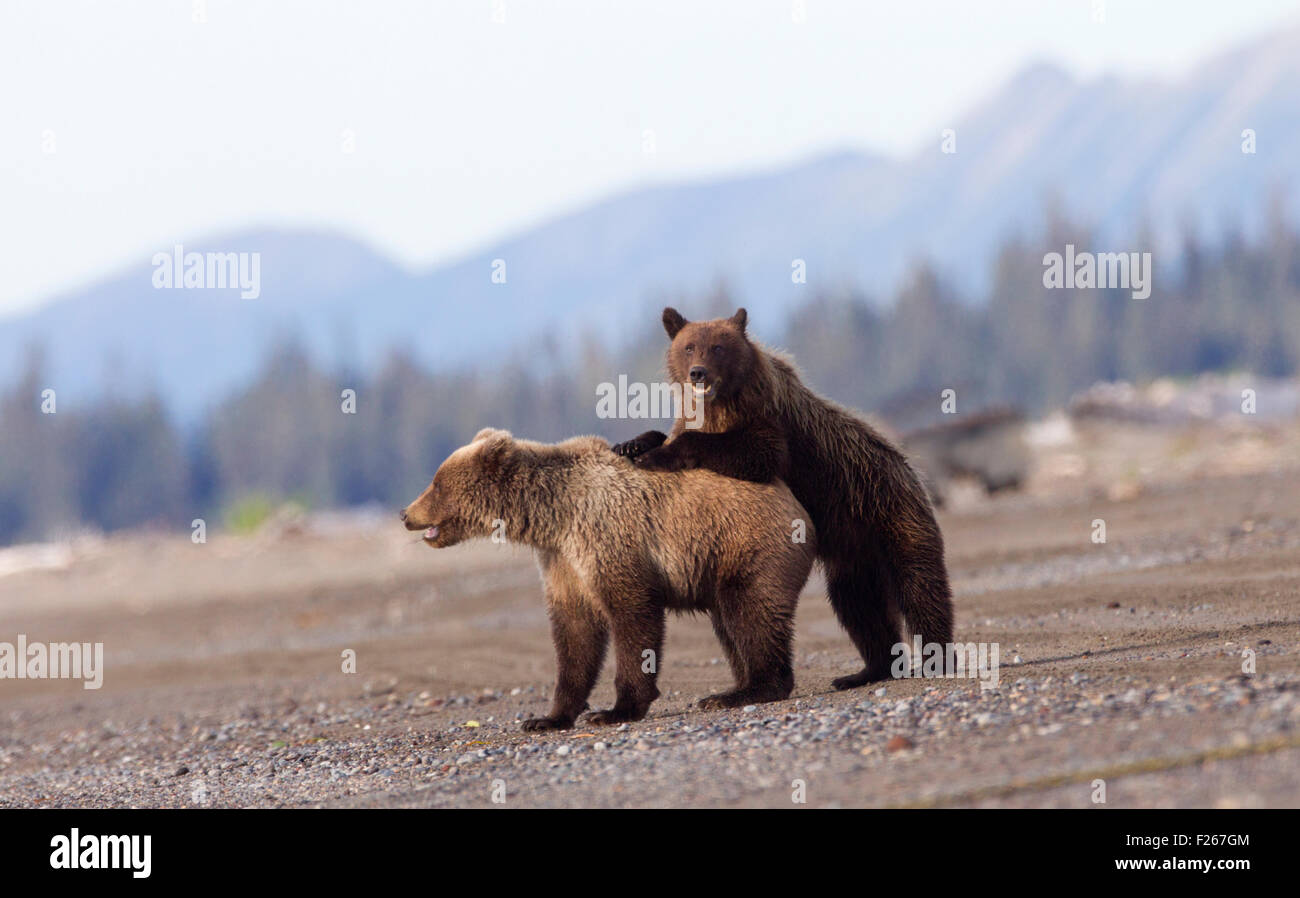 Grizzly Bear Cubs Play Fighting Stock Photo - Alamy