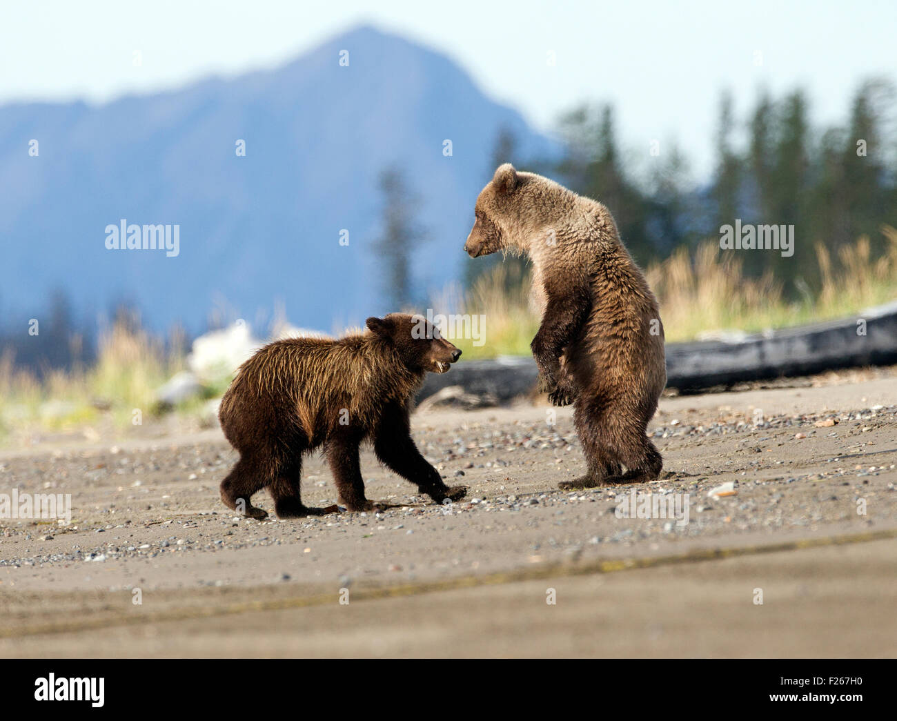 Grizzly and second year cubs hi-res stock photography and images - Alamy