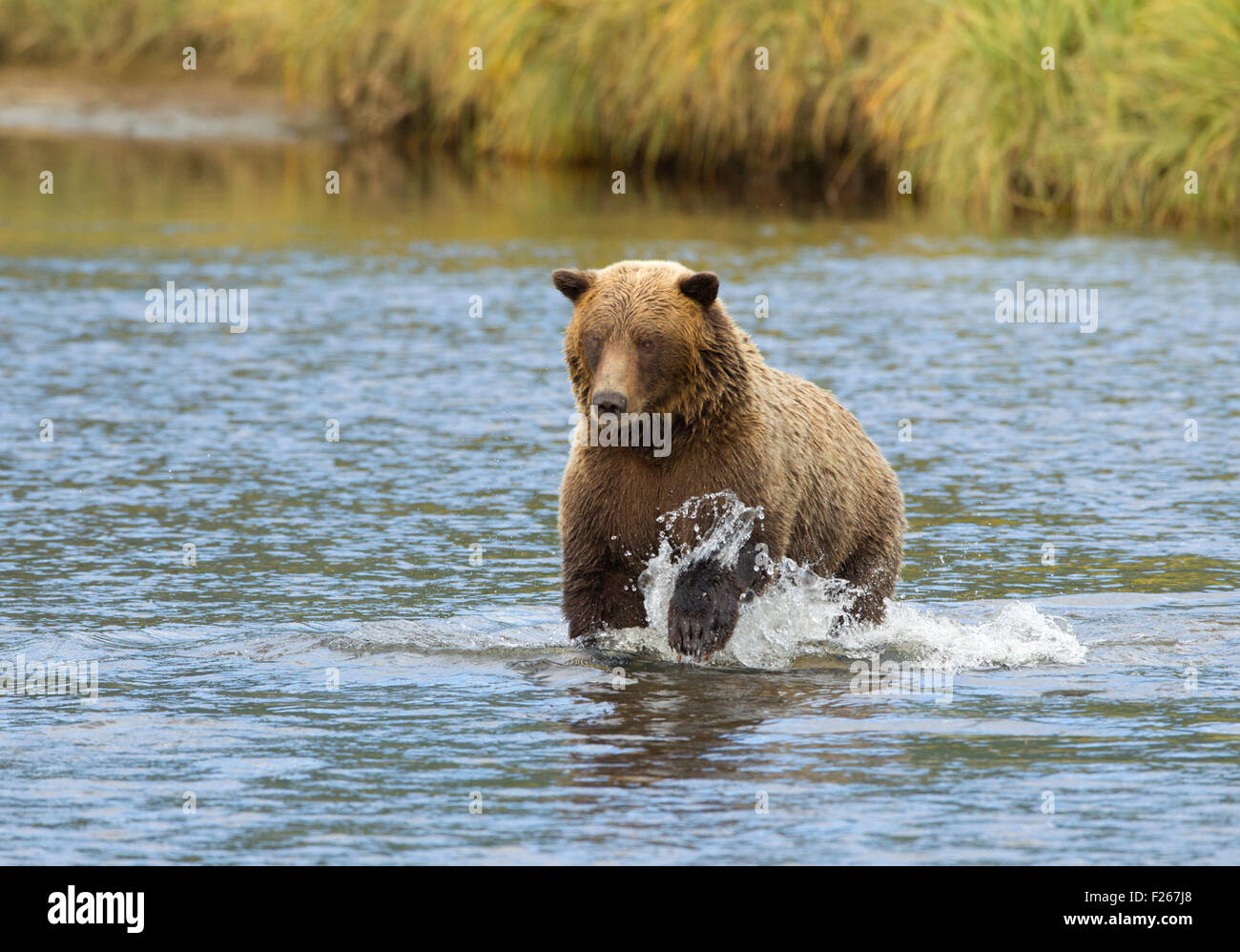 Grizzly Bear Running in Creek Stock Photo - Alamy