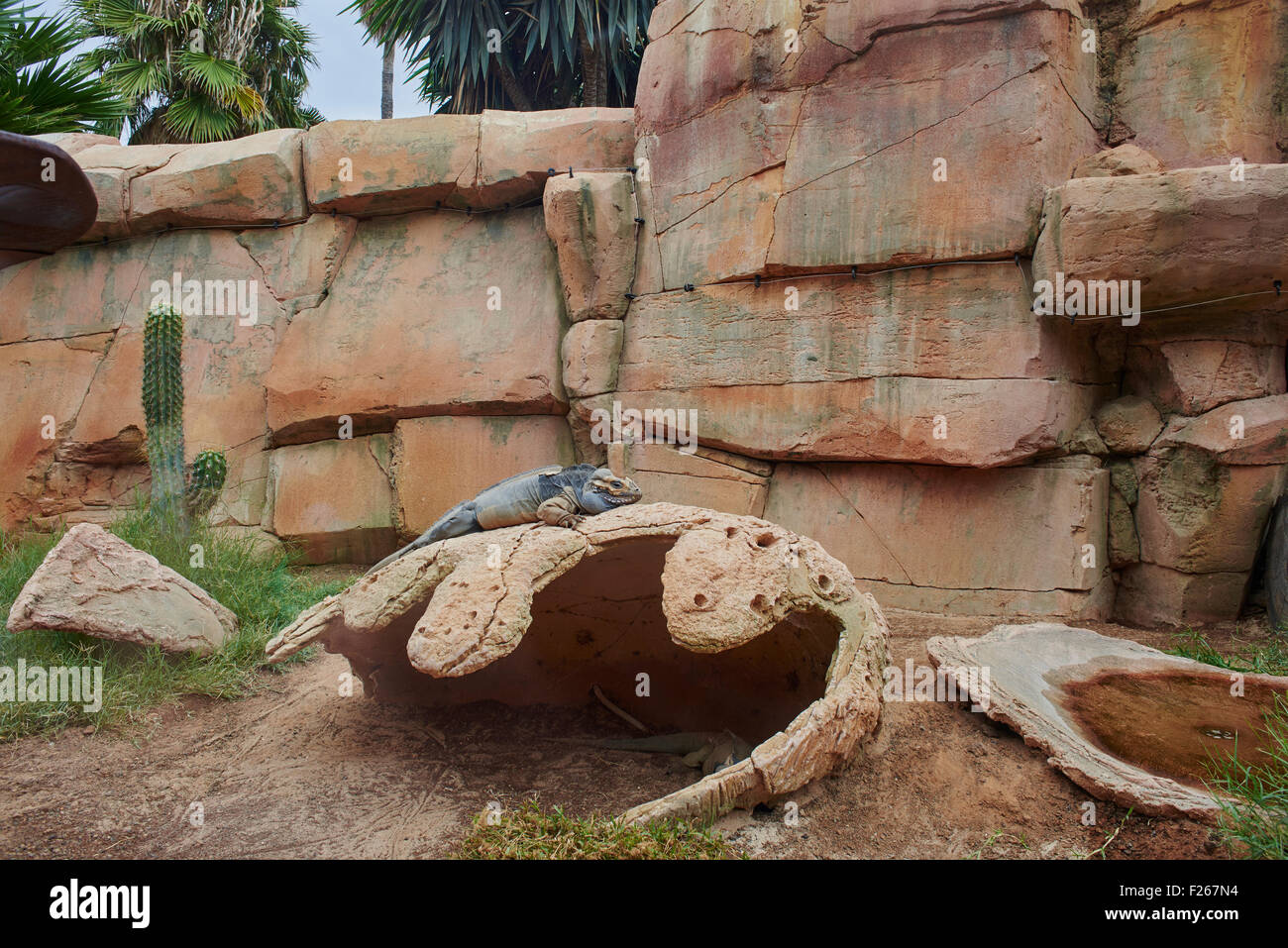 Reptiles at Lanzarote Zoo Canary Islands showing a rhinoceros iguana ...
