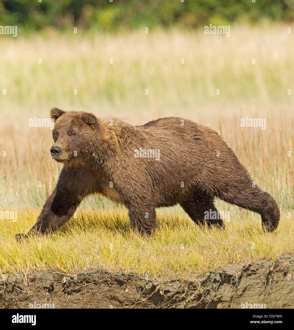 Grizzly Bear Running