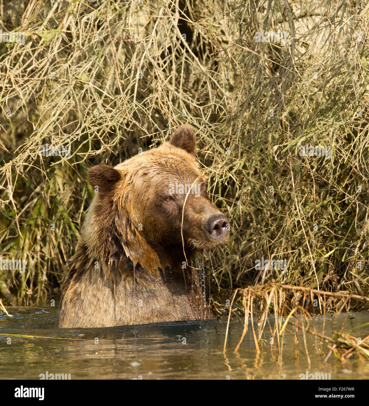 Grizzly Bear Shoulder Deep in a Creek Stock Photo - Alamy