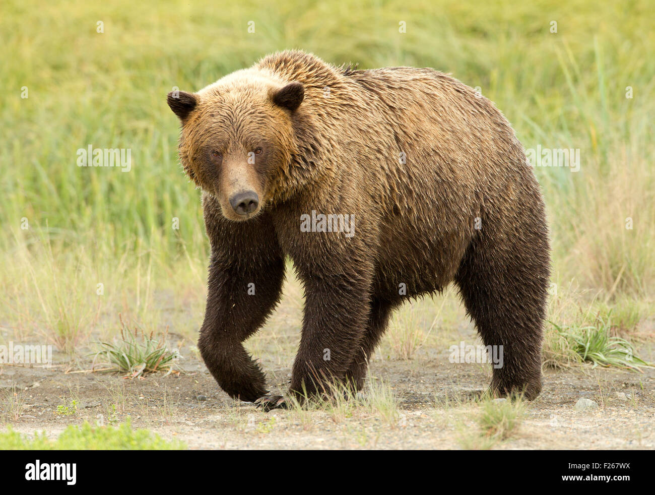 Grizzly bear hi-res stock photography and images - Alamy