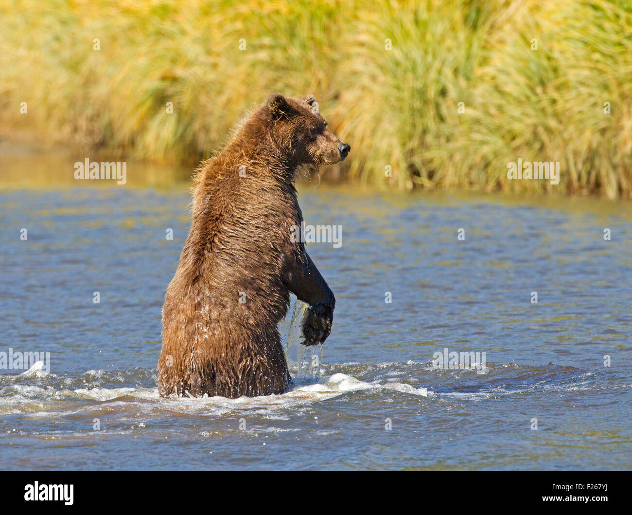 Bear standing up hi-res stock photography and images - Alamy