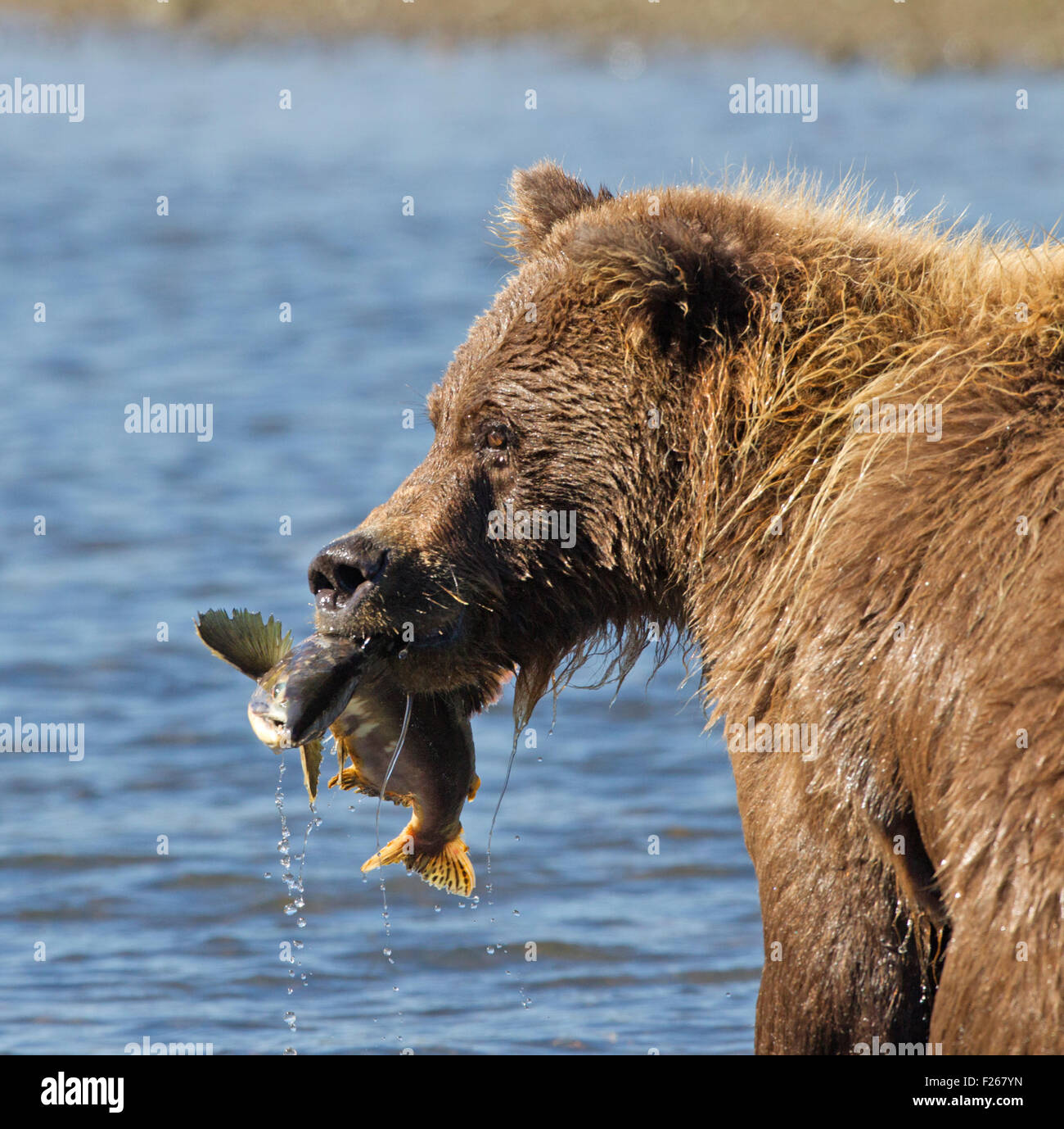 Bear with a fish hi-res stock photography and images - Alamy