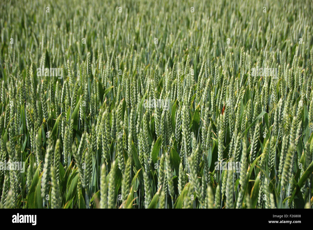 Perspective of Green Wheat Crop Field at Spring Time Stock Photo - Alamy