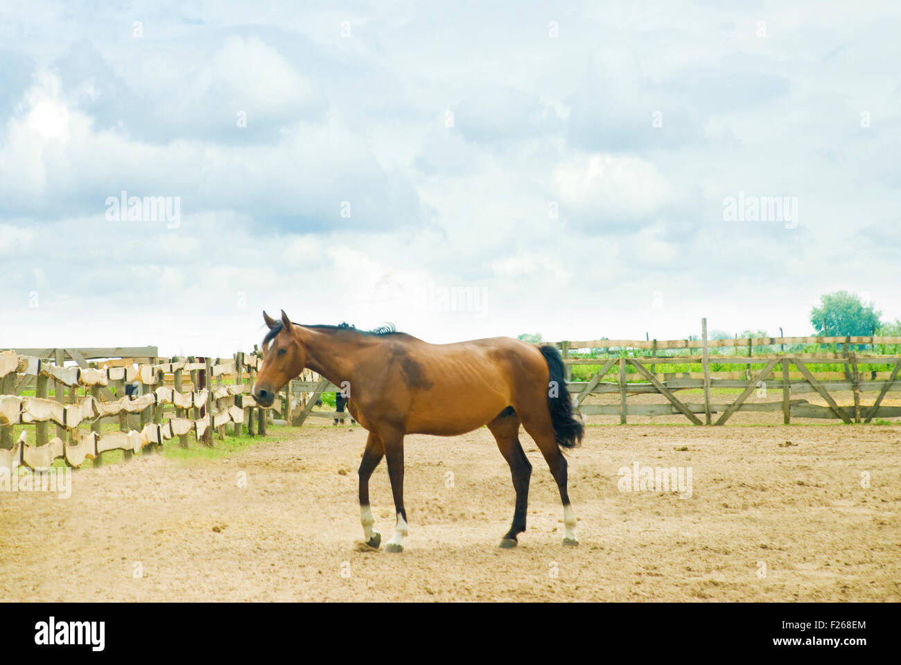 one horse in small paddock Stock Photo - Alamy