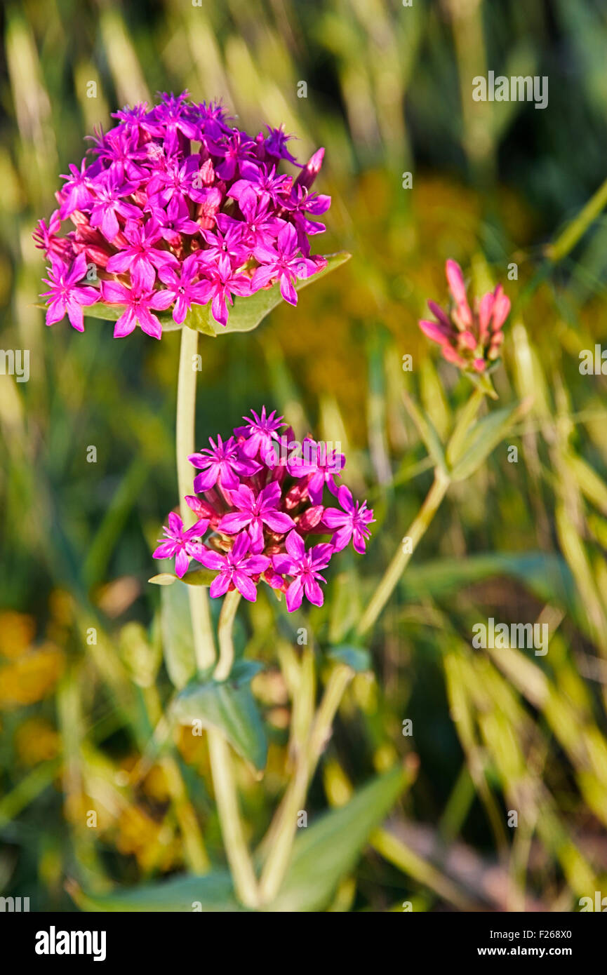 Red valerian (Centranthus ruber Stock Photo - Alamy