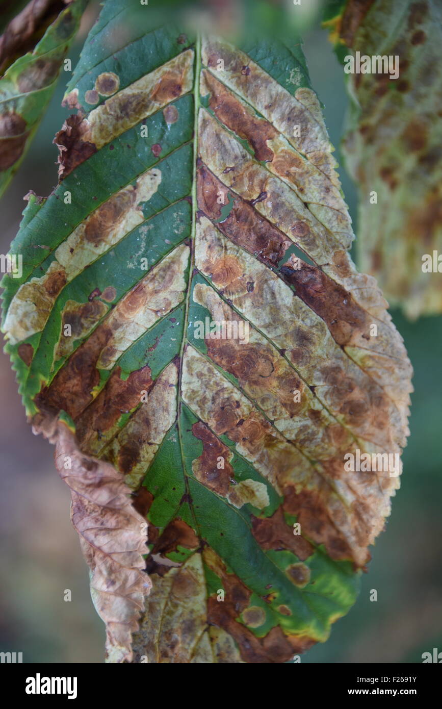 Horse chestnut leaf mining moth hi-res stock photography and images - Alamy