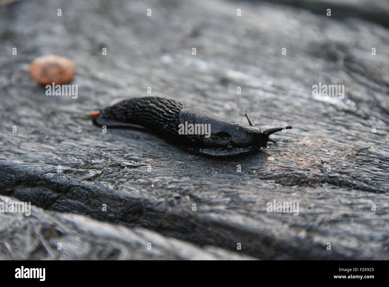 Large black slug Stock Photo - Alamy