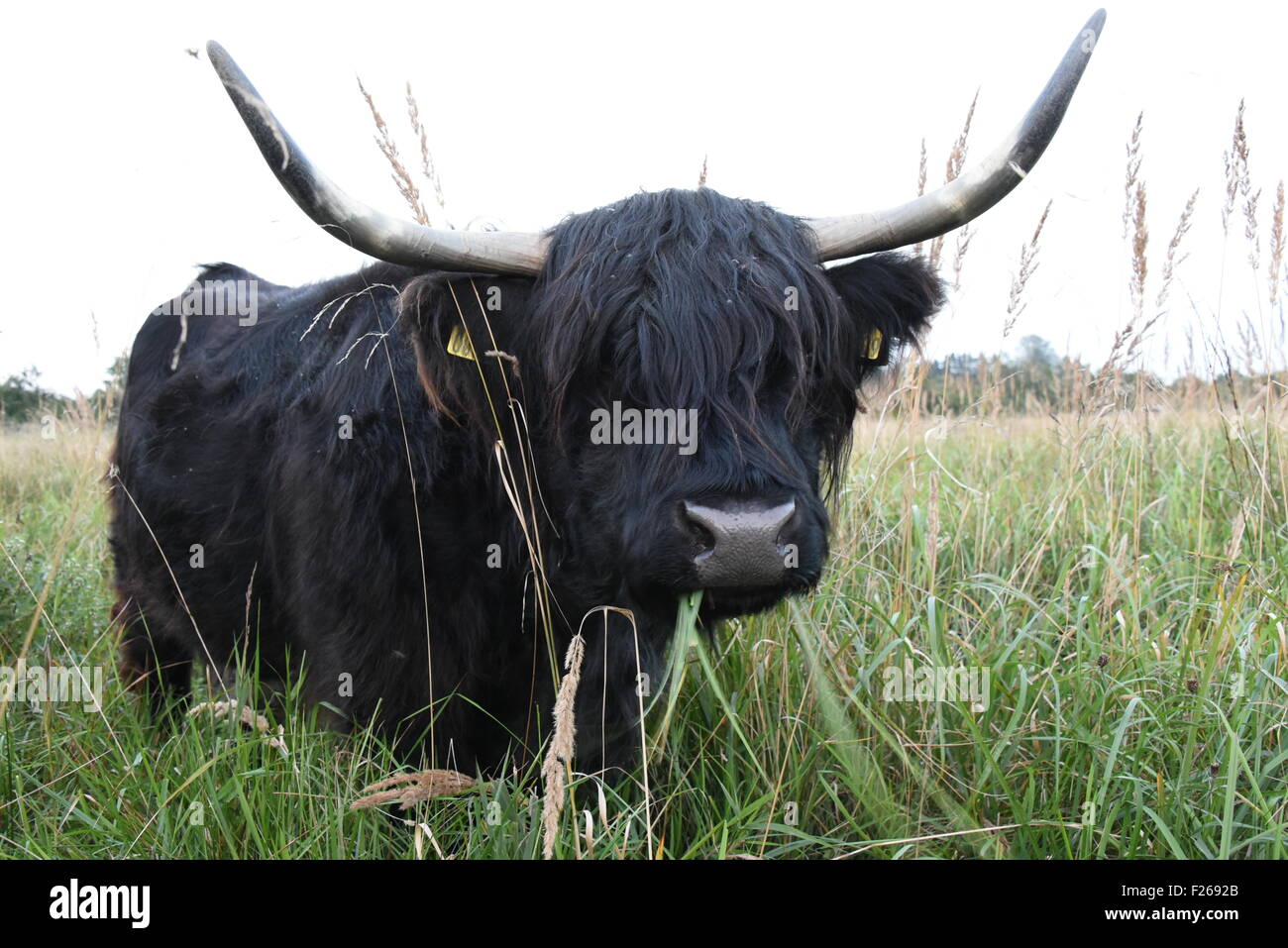 Black Highland Cattle High Resolution Stock Photography and Images - Alamy