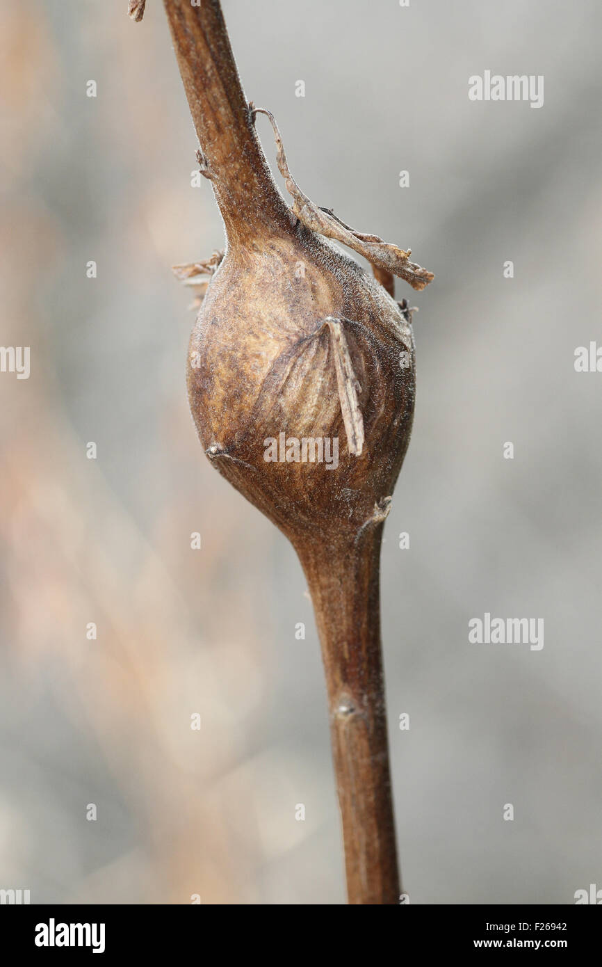 Plant gall hi-res stock photography and images - Alamy