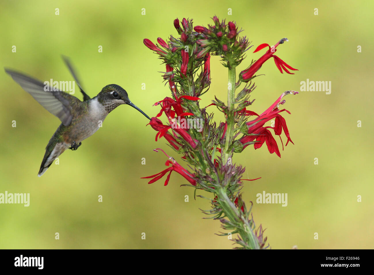 Lobelia hummingbird hi-res stock photography and images - Alamy