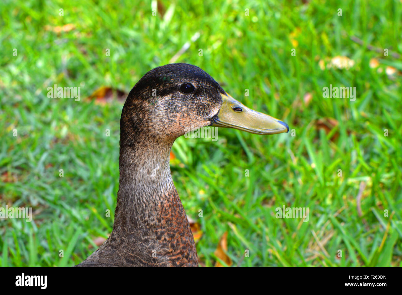 Female mallard duck Latin name Anas platyrhynchos Stock Photo - Alamy